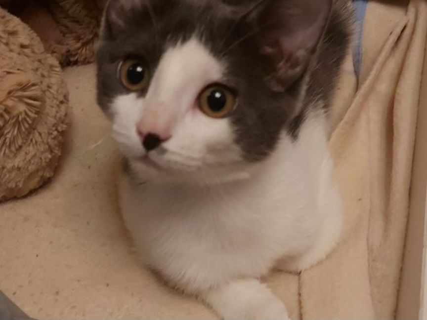 Кошка