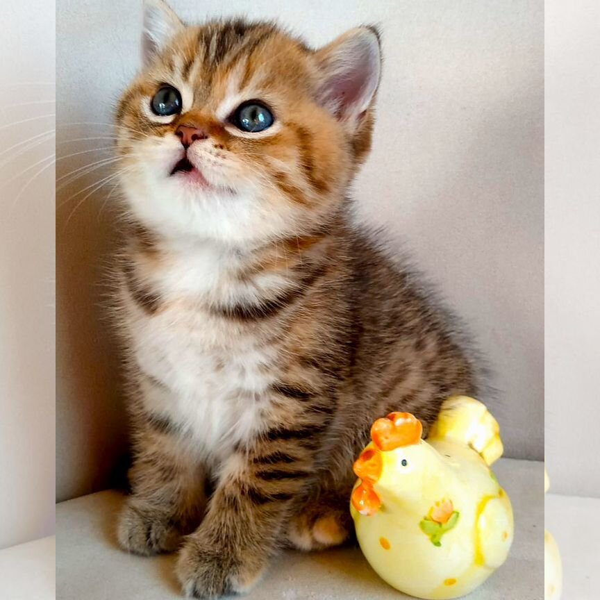 Британские красивые котята