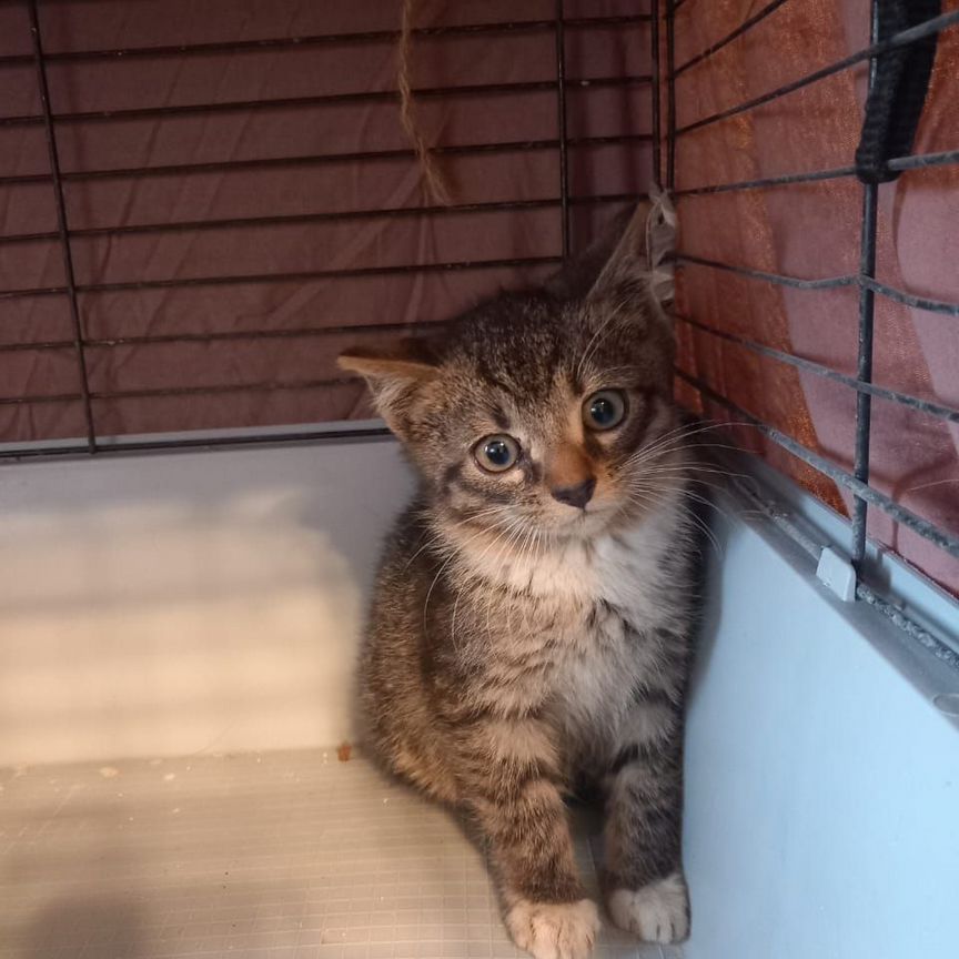 Котята, 2мес, целая гроздь дички