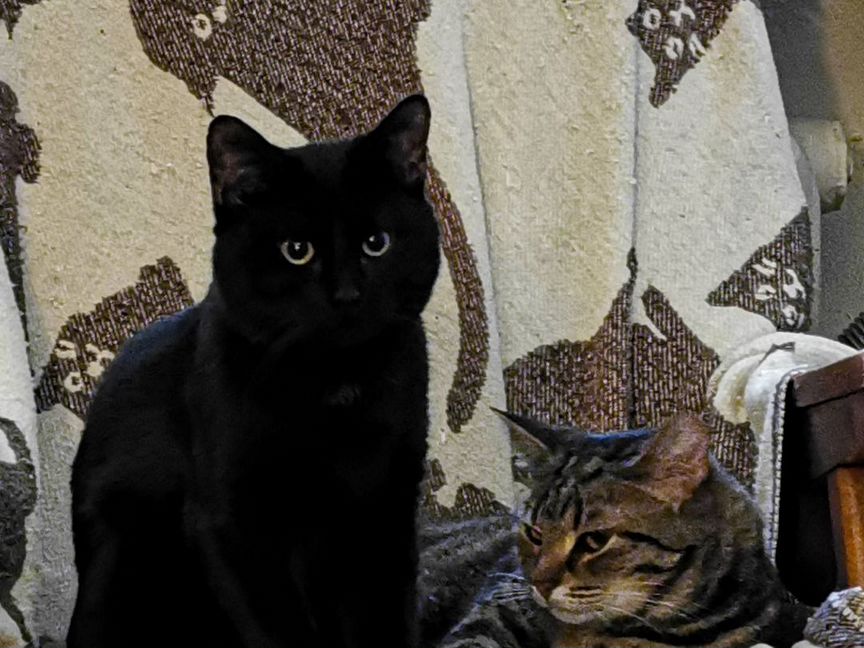 Черный кот