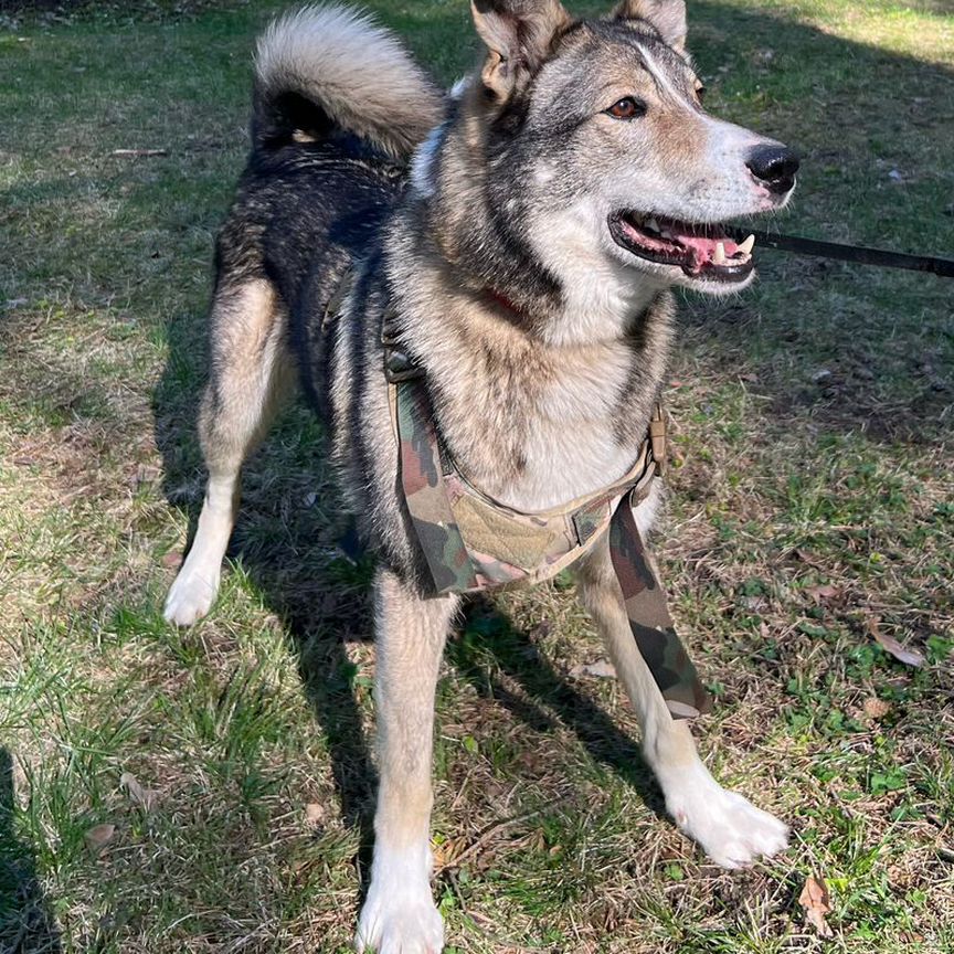Взрослая собака в добрые руки
