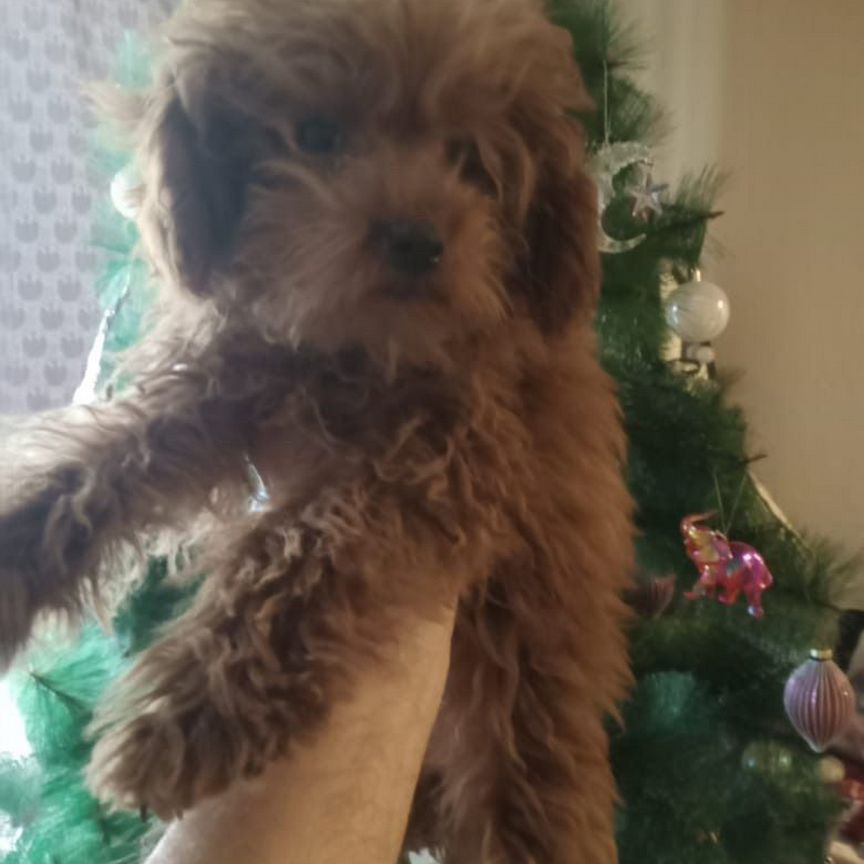 Щенки той пуделя тикап 8 месяцев Китай