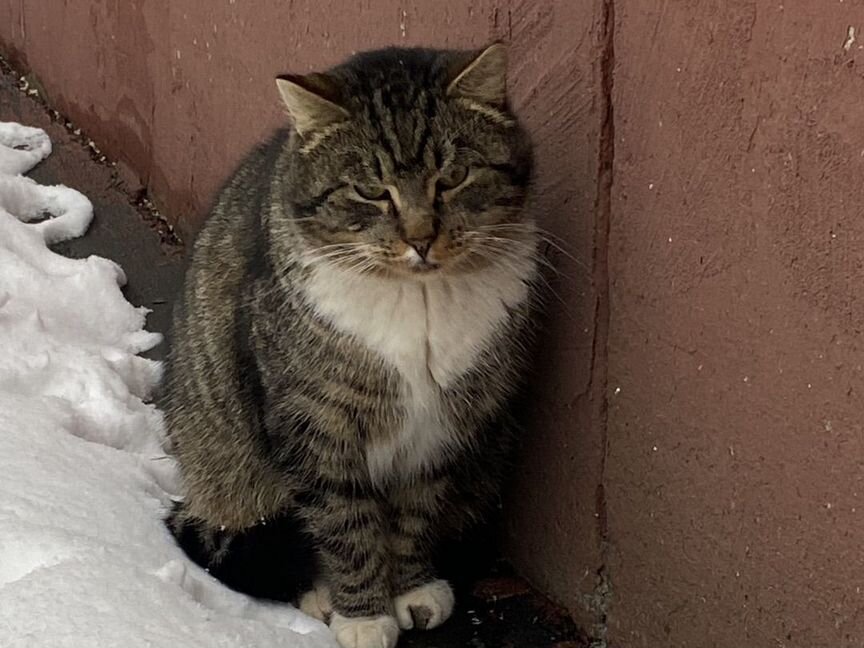 Кот и очередные предатели