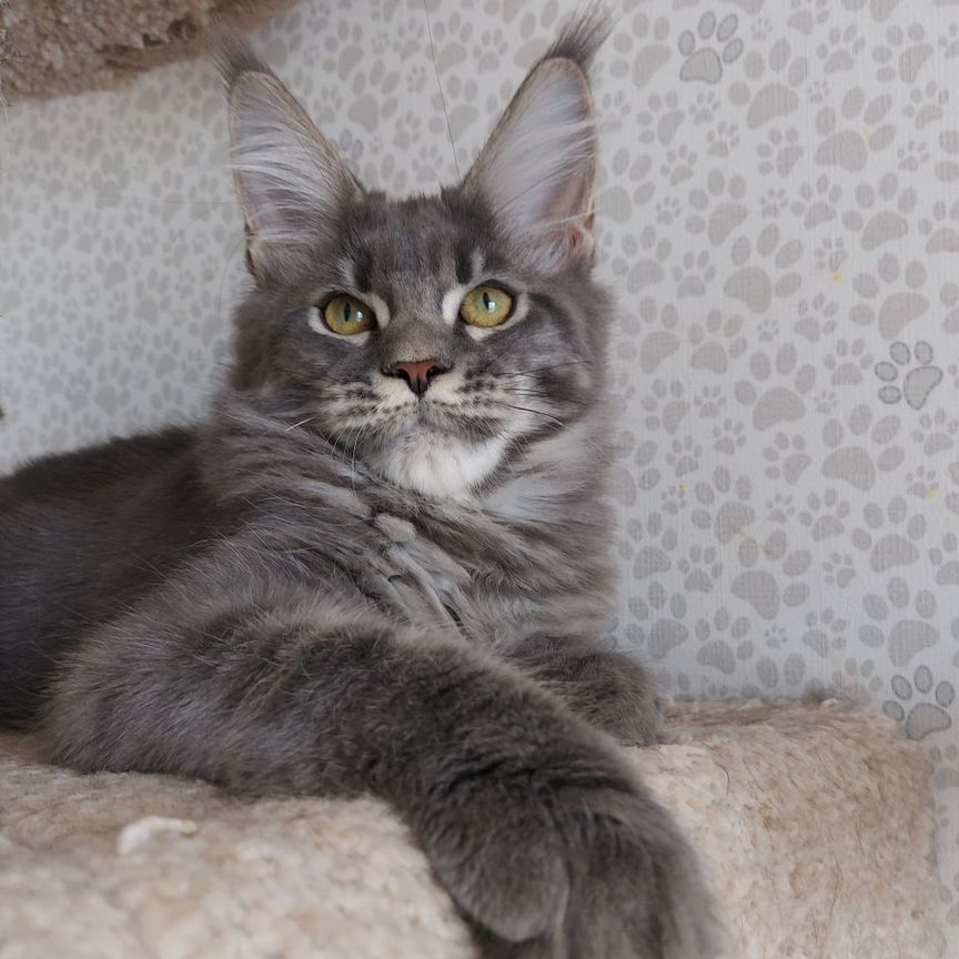 Кот Мейн-кун в голубом окрасе