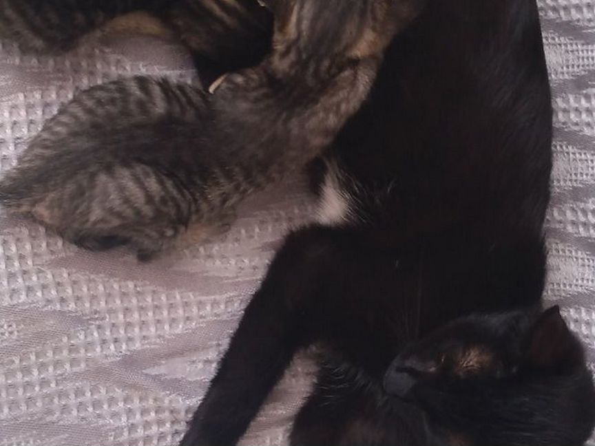 Котята в заботливые семьи