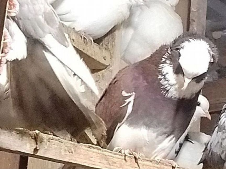 Продажа голубей