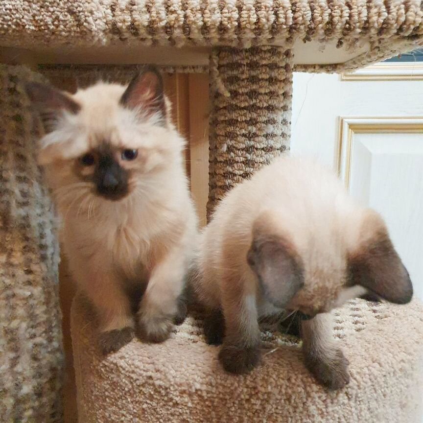 Котёнок сиамский 2 месяца
