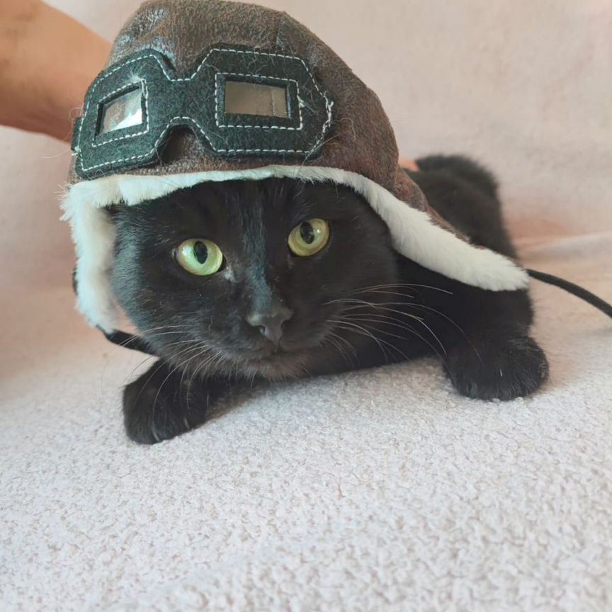 Прибился котёнок