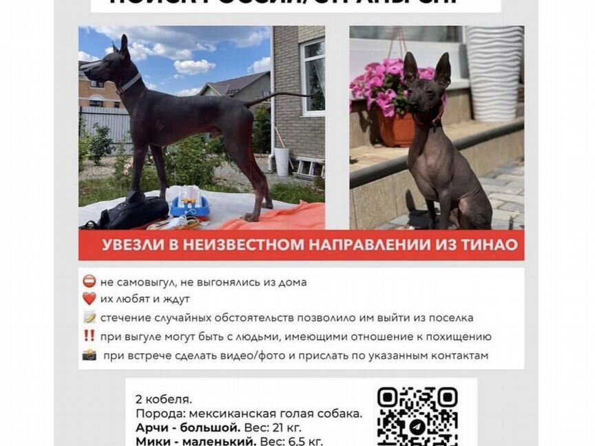 Пропали собаки