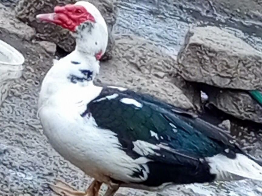 Селезень индоутки