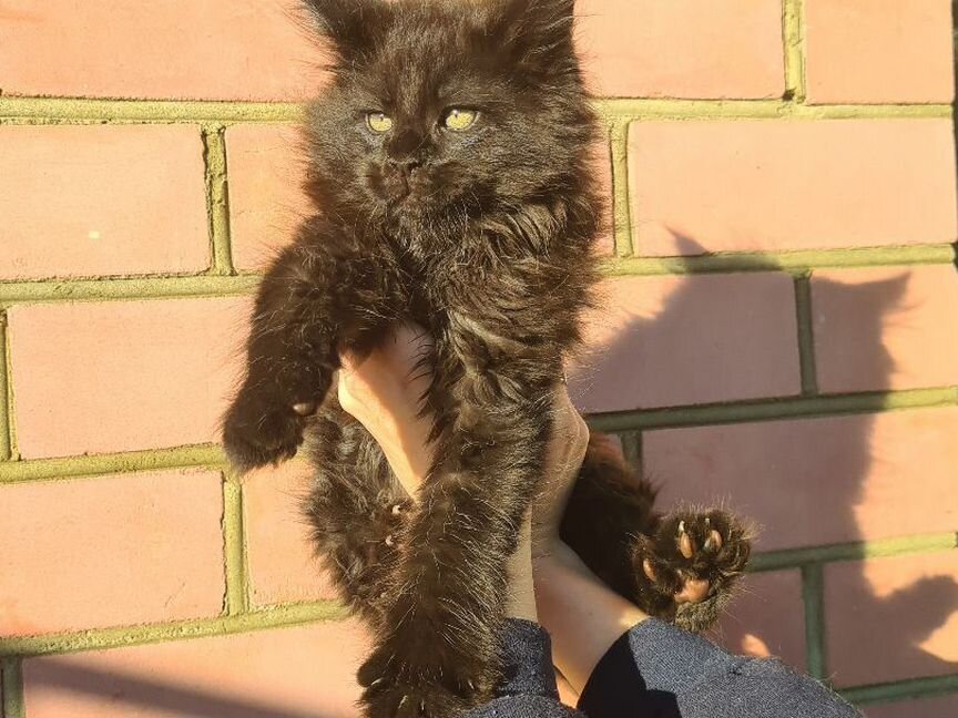 Котята мейн-кун