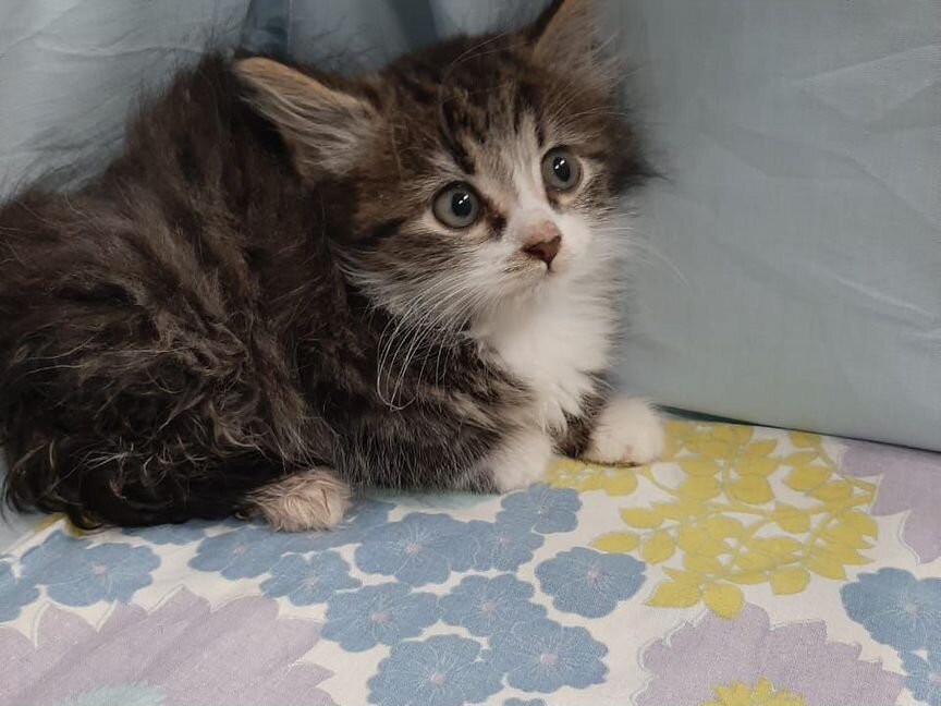 Котенок-девочка 1 месяц