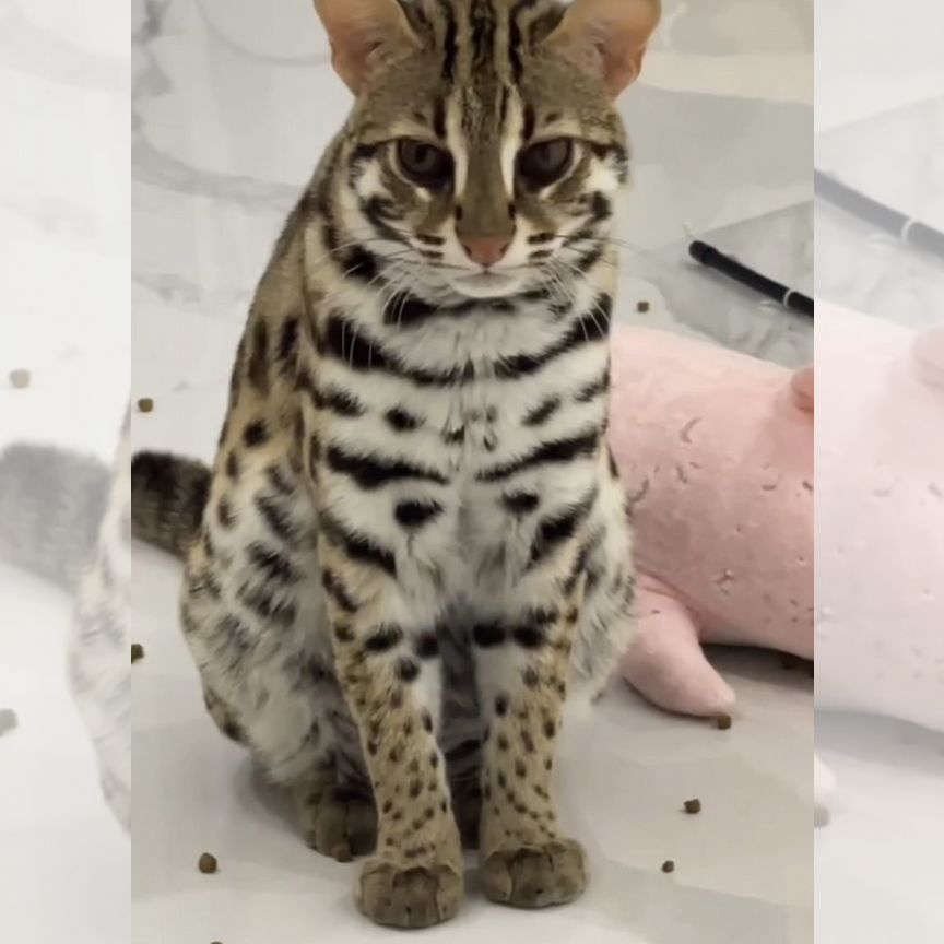 Саванна котёнок