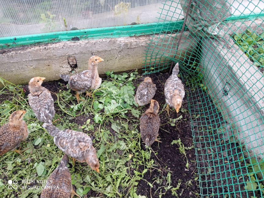 Билефельдер