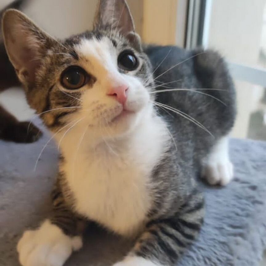 Котёнок с Петроградки