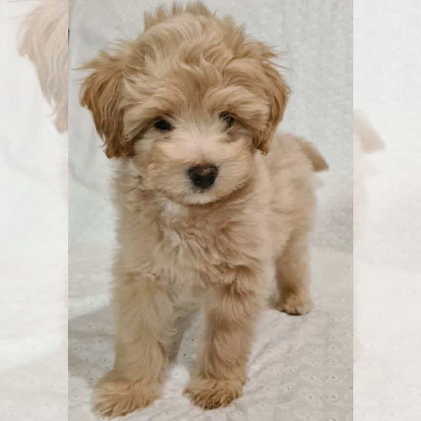 Мальтипу, щенок