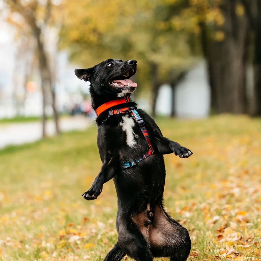 Собака в добрые руки