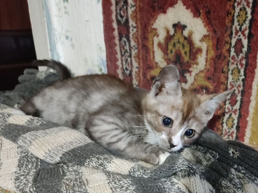 Очаровательный котёночек (мальчик)
