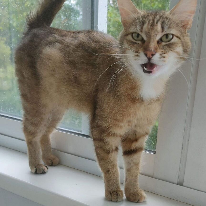 Взрослая, Девочка кошка в добрые руки