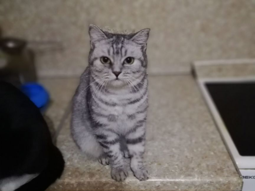 Миниатюрная кошечка
