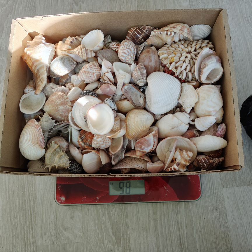 Морские ракушки раковины разного размера