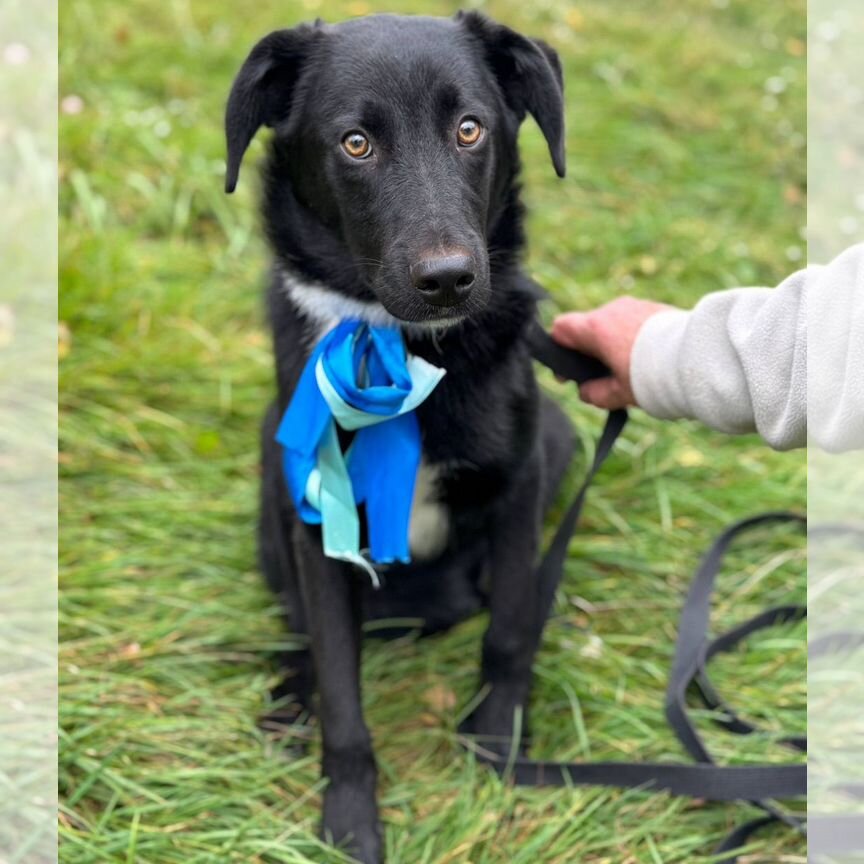 Щенок в добрые руки