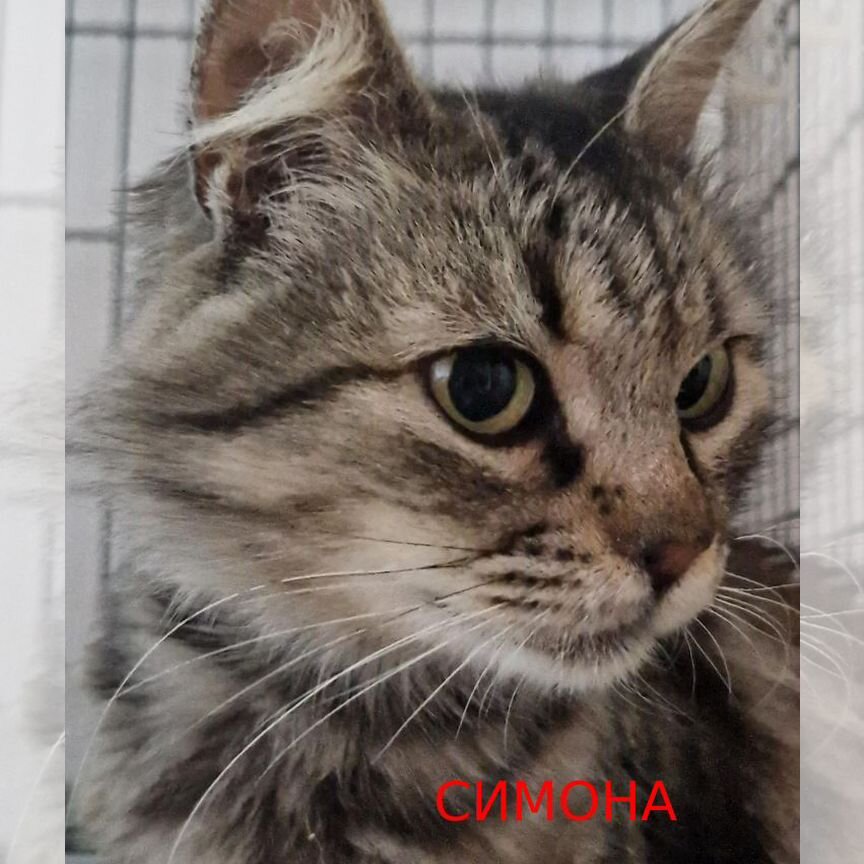 Смелая Симона из зоны сво в добрые руки