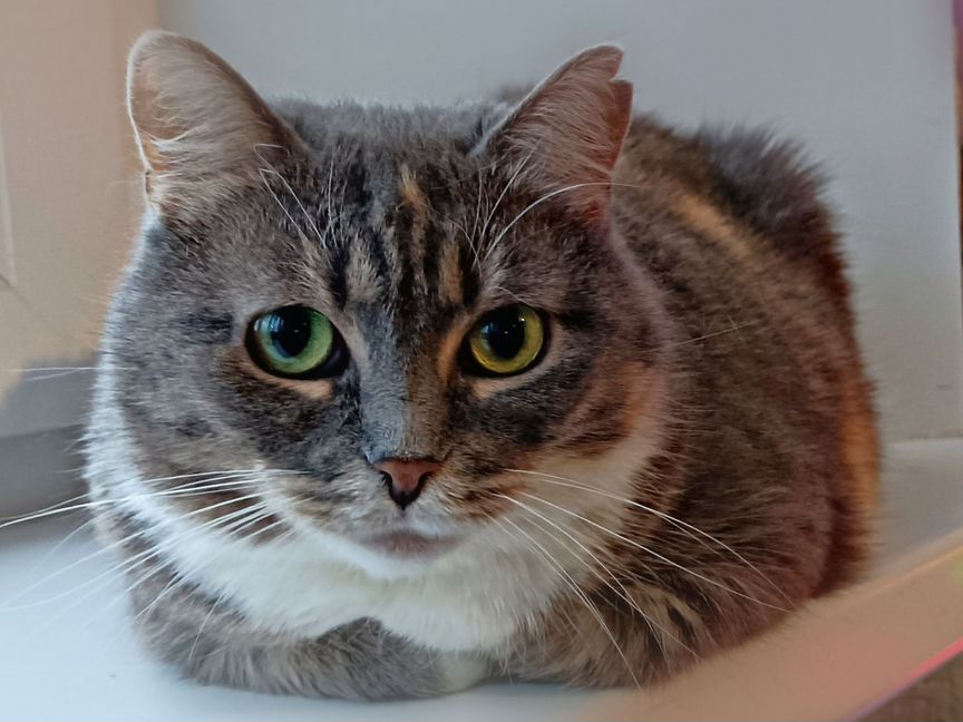 Кошка Малышка. Отдам в добрые руки