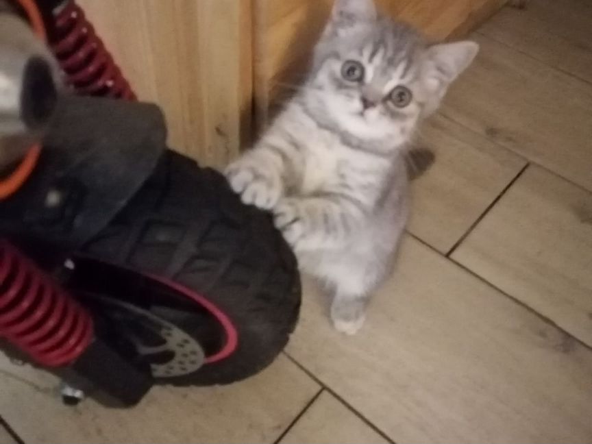 Британские котята