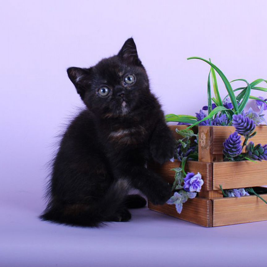 Шотландская кошечка