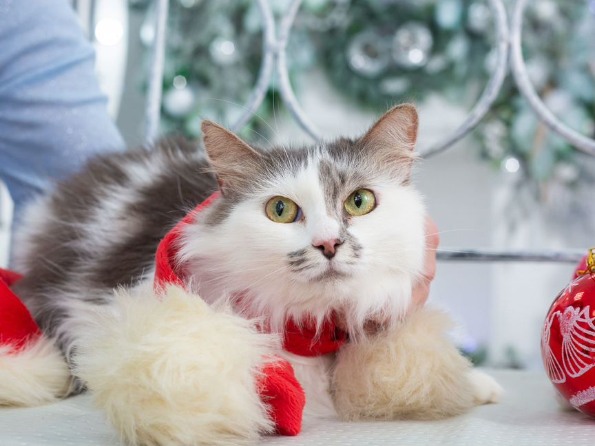 Пушистая кошка Снежана