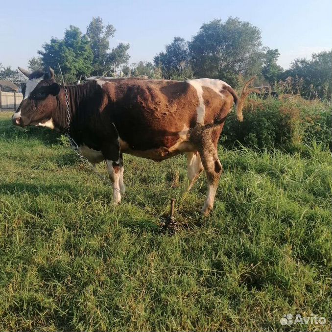 Тёлка стельная