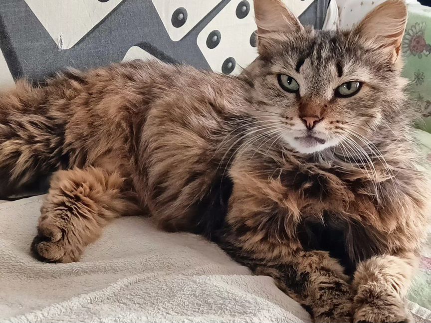 Кошечке из приюта очень нужен дом