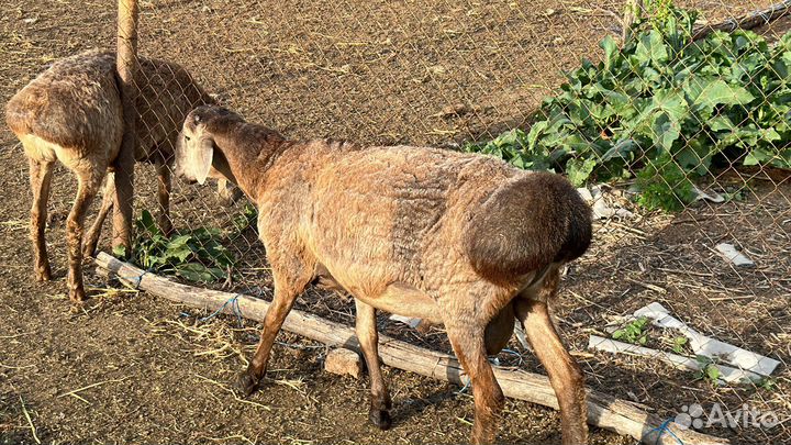 Гисарский баран