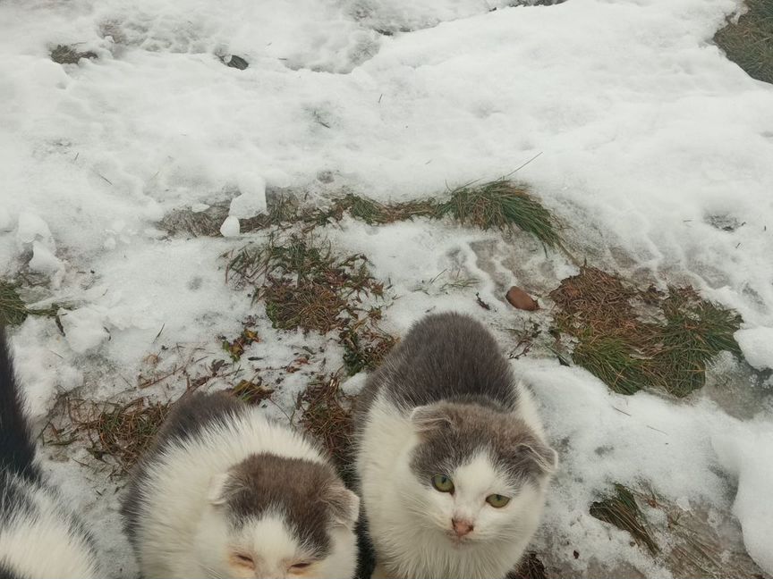 Вислоухие котята в добрые руки