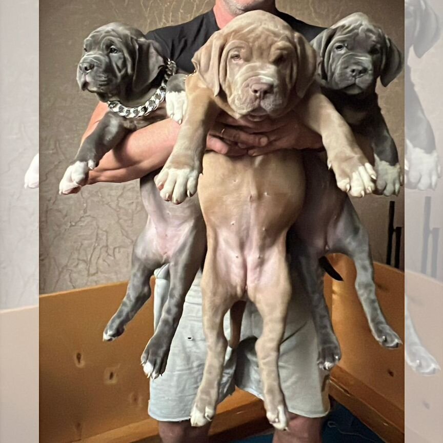 Американский булли, щенок