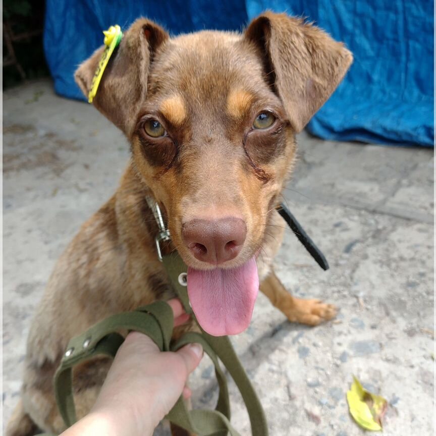 Маленький веселый песик ищет дом