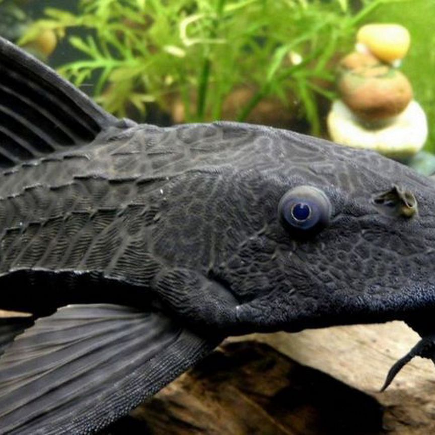 Сом плекостомус