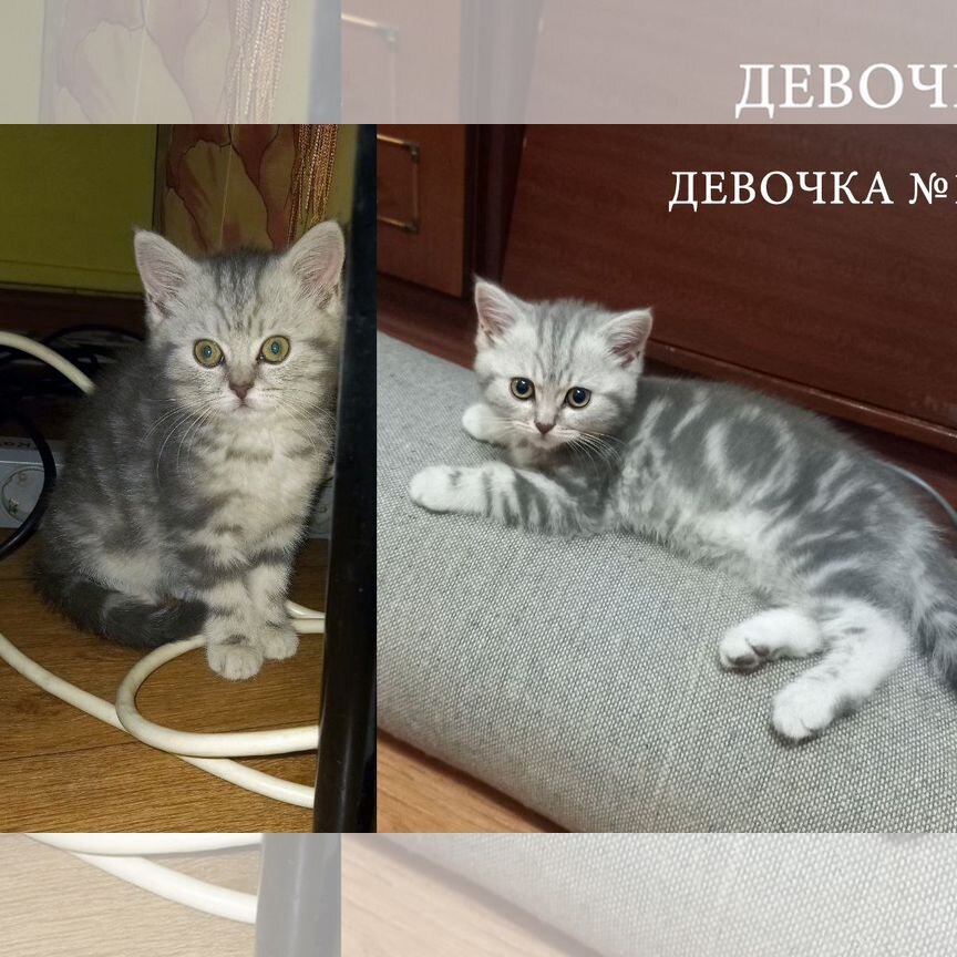 Шотландские котята