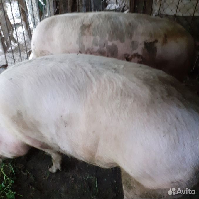 Продаю свиней
