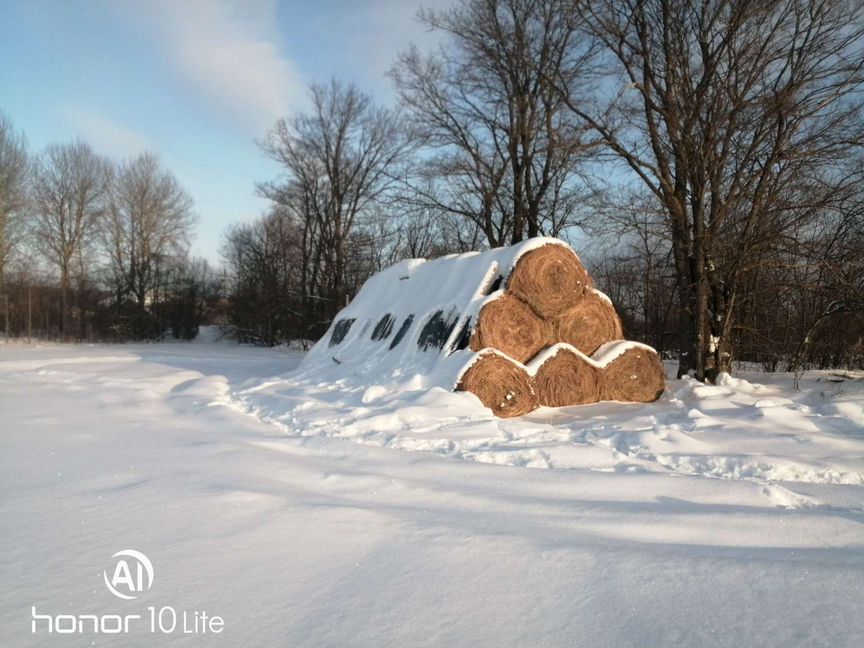 Сено в тюках - рулонах