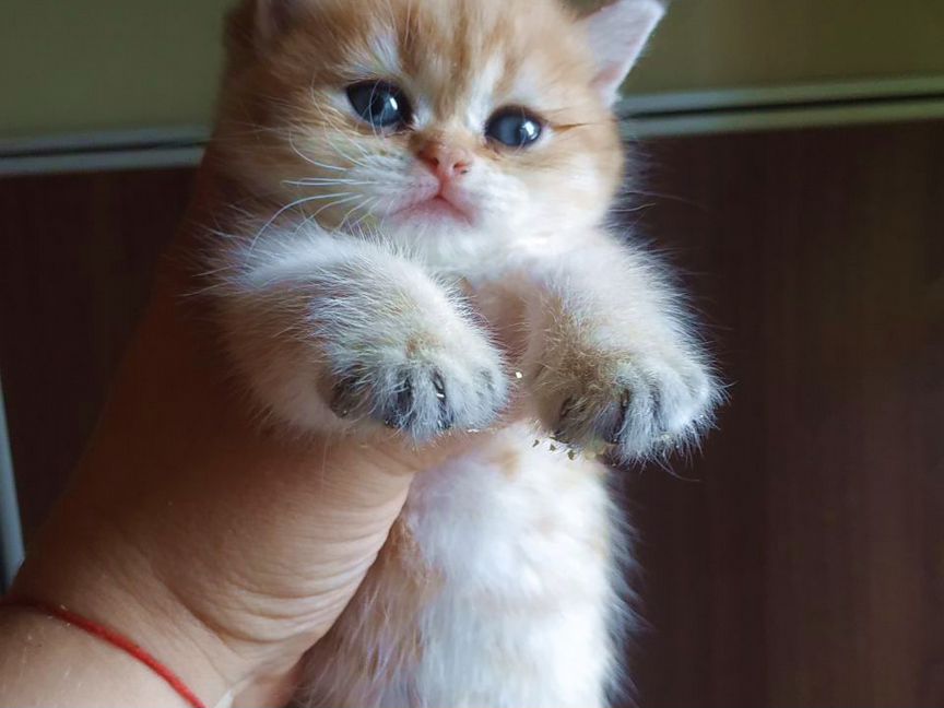 Котята золотая шиншилла