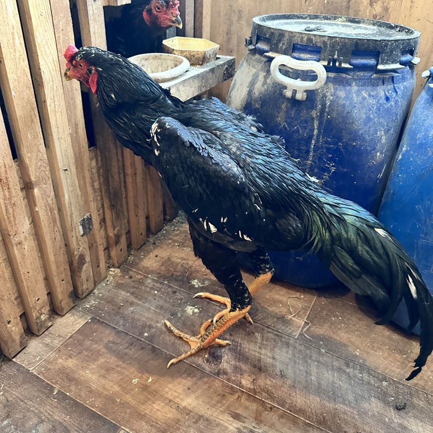 Петушок бойцовие