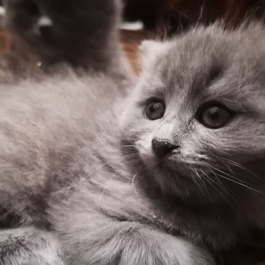 Шотландская