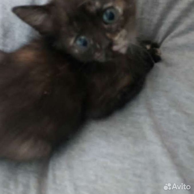 Котенок Звездочка