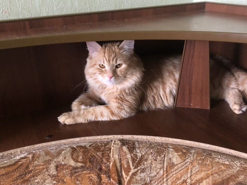 Кот в добрые руки