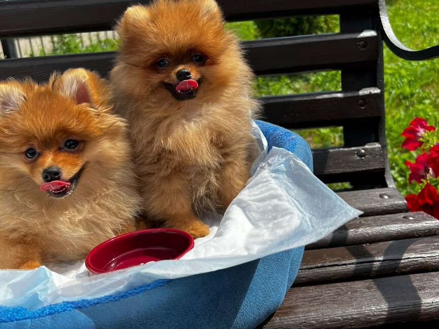 Померанский шпиц мини