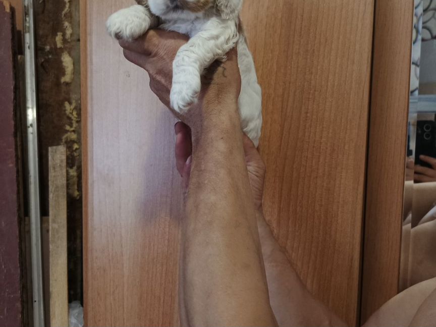 Щенки английского