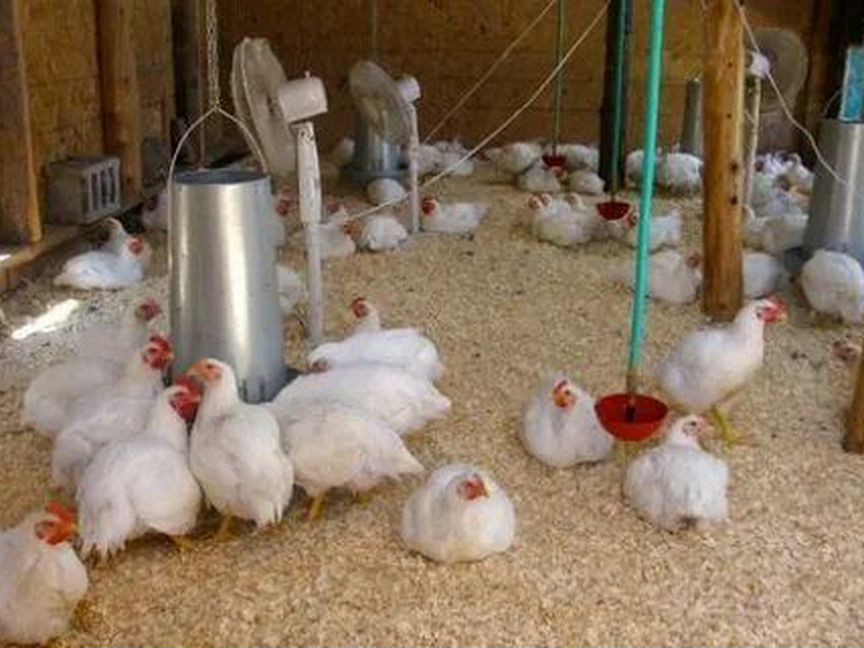 Бройлеры на зарез, гуси, утки, индюки