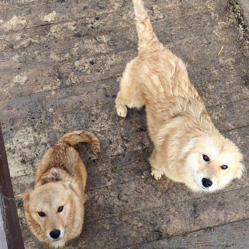 Лайка, щенок